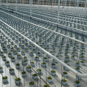 Stop shop for growers and workers in the crop industry | Grower2Grower