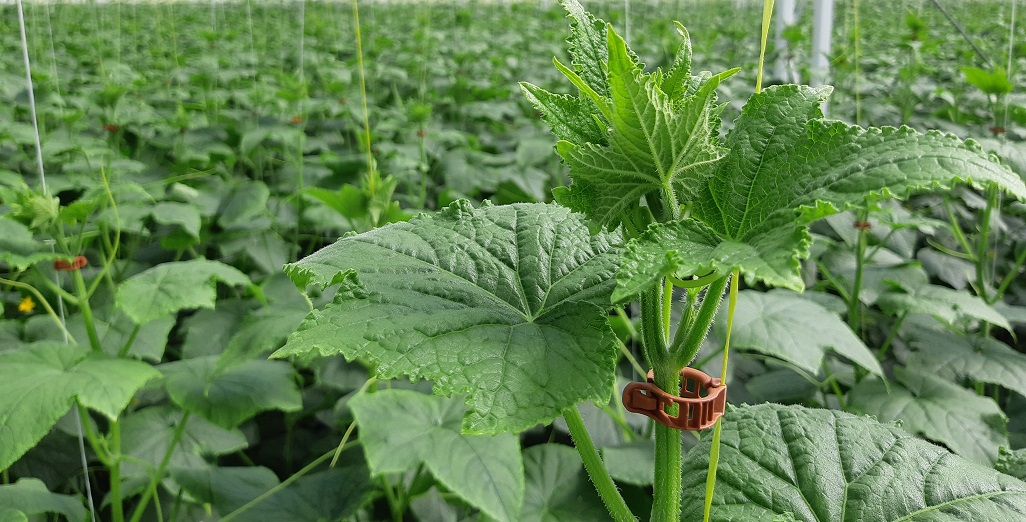 UPtrace is a new variety in NZ for Hi-Tech Production. - Grower2Grower