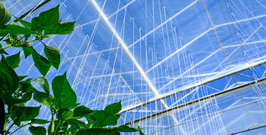 Phormium launches a new ultra-transparent energy screen: Diamond ...